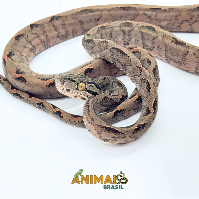 Suaçuboia ( Corallus hortulanus) - A1172 - Garden Cinza